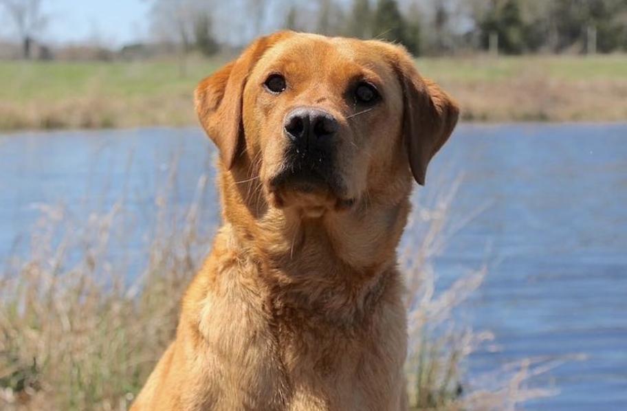 Royal Oak Gundogs in Michigan | Labrador Retriever puppies | Good Dog