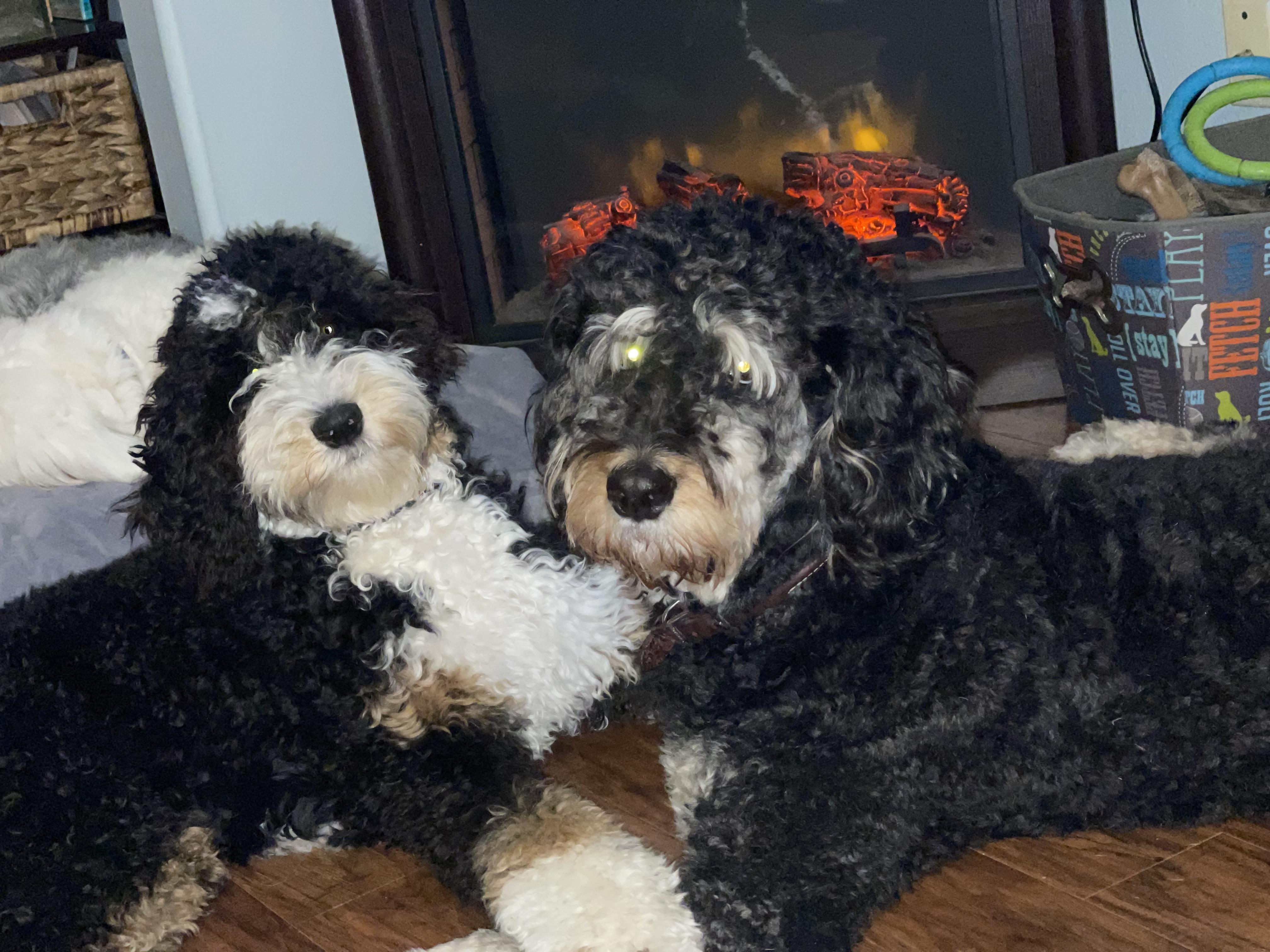 PNW Sheepies and Doodles in Washington | Bernedoodle puppies | Good Dog