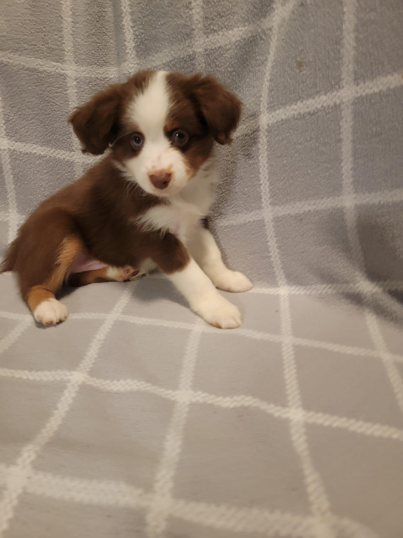 J&J Mini Aussies in Tennessee | Miniature Australian Shepherd puppies ...