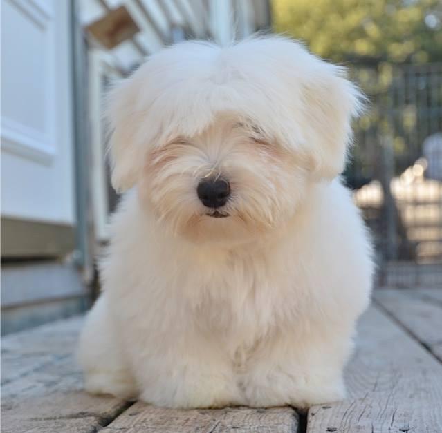 Liberty Show Dogs in New York | Biewer Terrier, Coton de Tulear ...