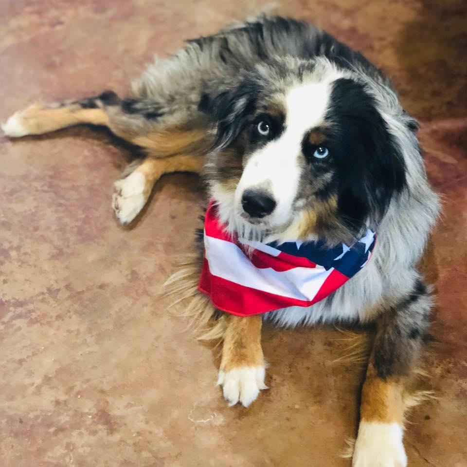 Kuttin’ Up Mini Aussies in Texas | Miniature Australian Shepherd ...
