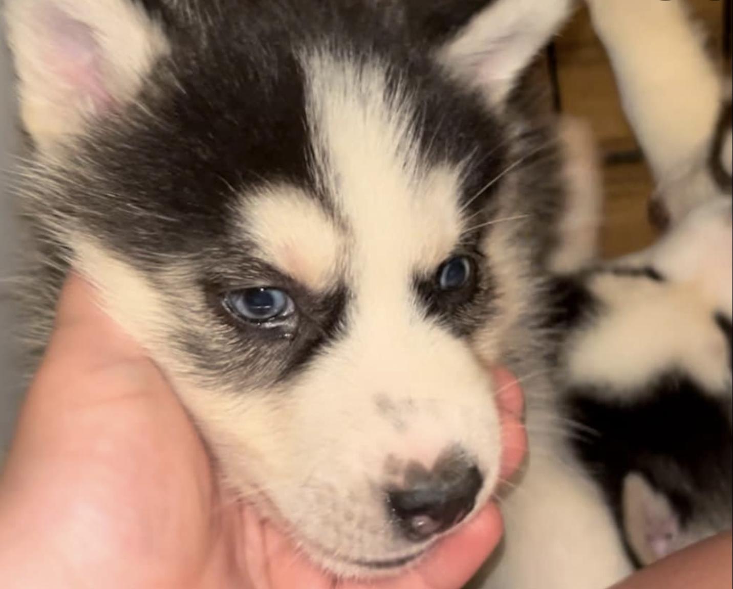 Childree's Huskies in Florida | Siberian Husky puppies | Good Dog
