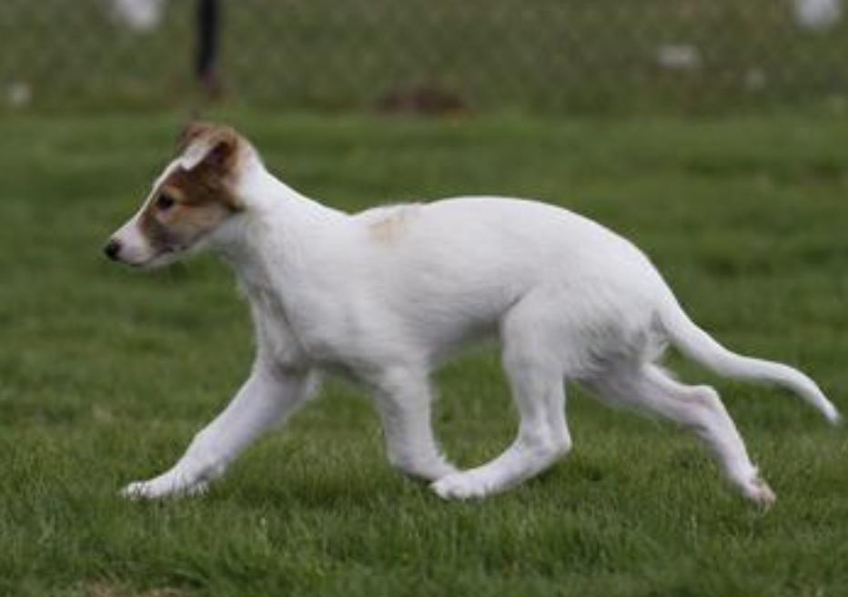 Winsome Silken Windhounds in Washington | Silken Windhound puppies ...