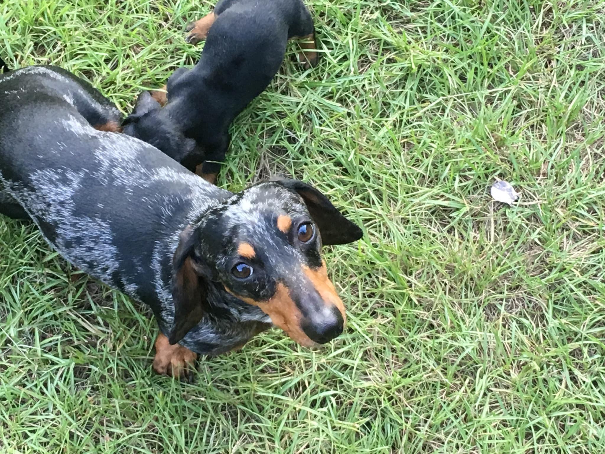 Purebred Dachshunds in South Carolina | Dachshund puppies | Good Dog