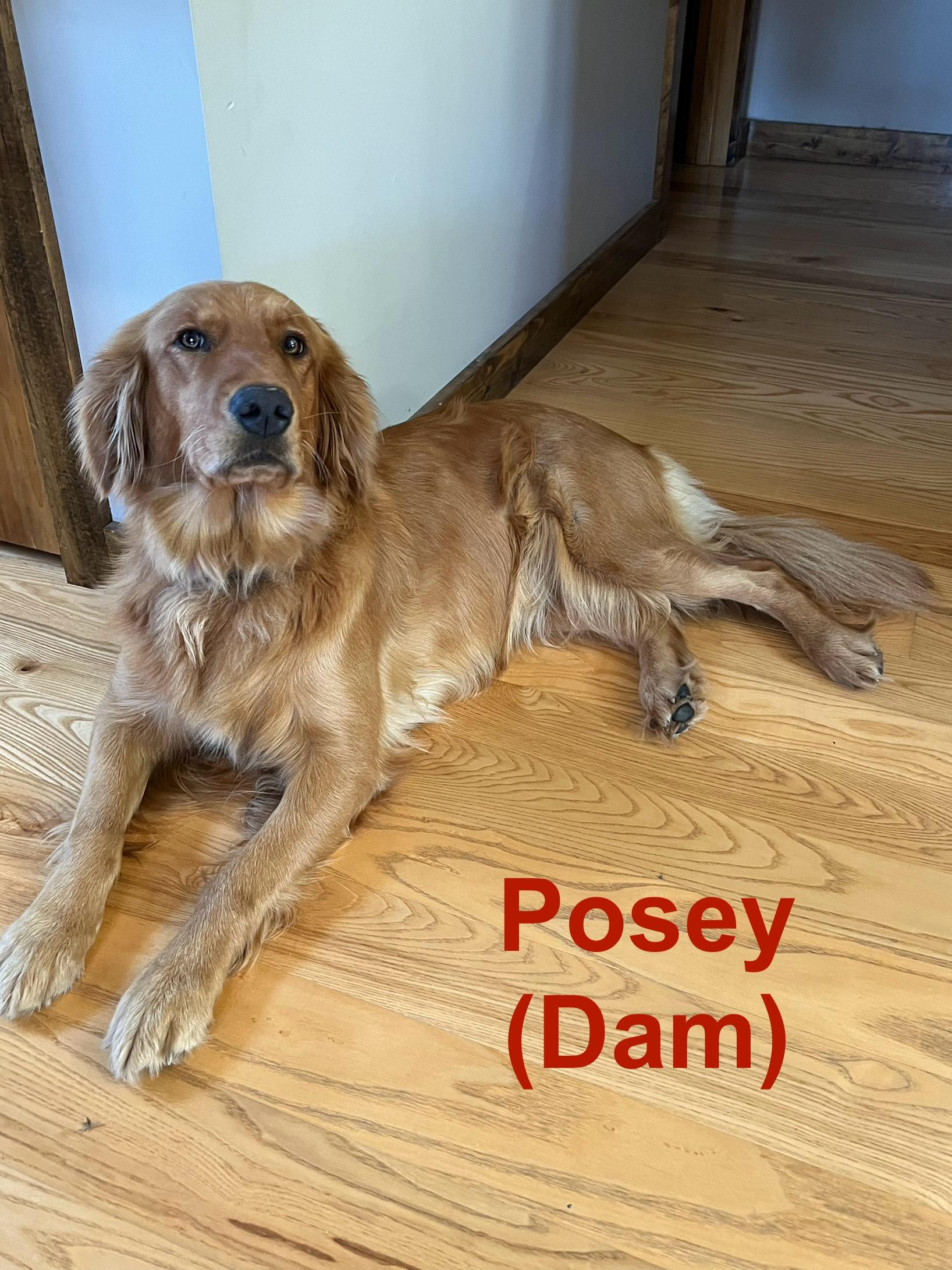 Riverbend Retriever’s in West Virginia | Golden Retriever puppies ...