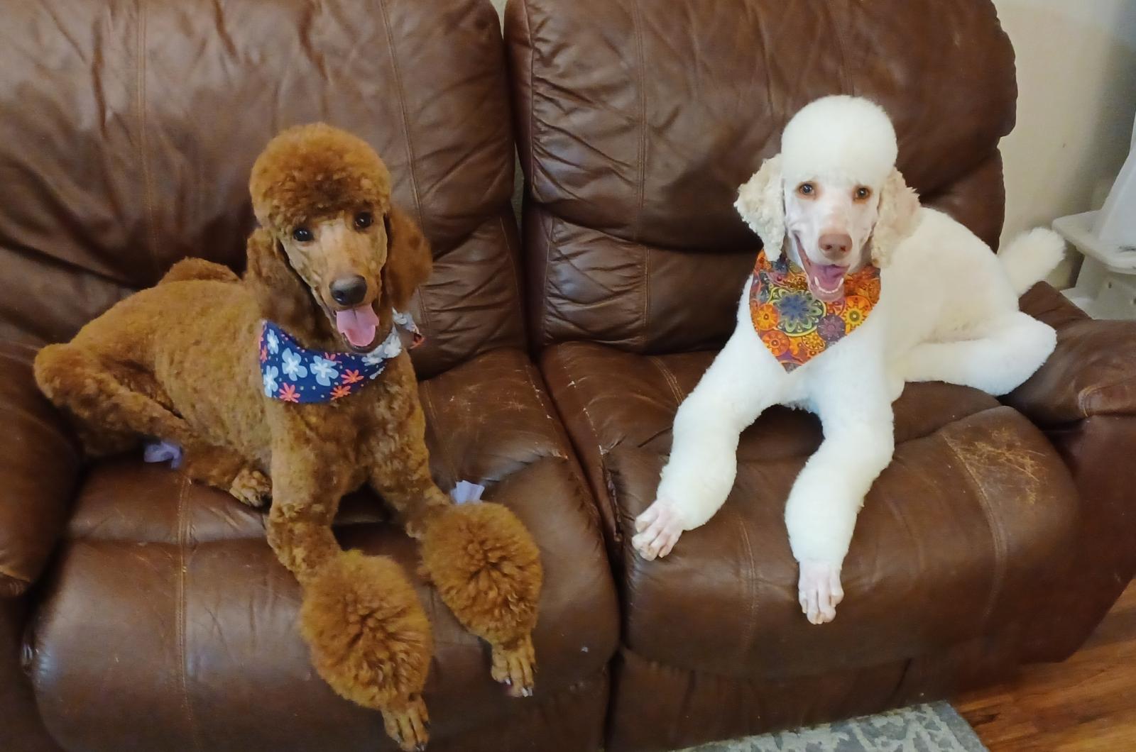 Wild Heart Poodles in Texas | Poodle puppies | Good Dog