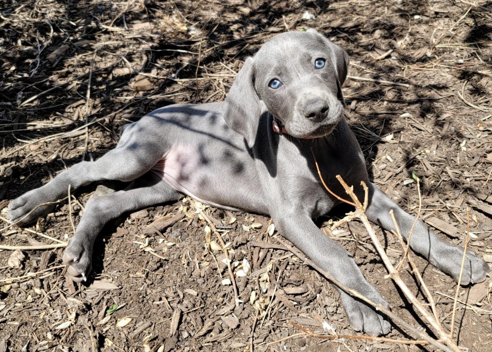 Touch of Grey Weimaraners in Pennsylvania | Weimaraner puppies | Good Dog