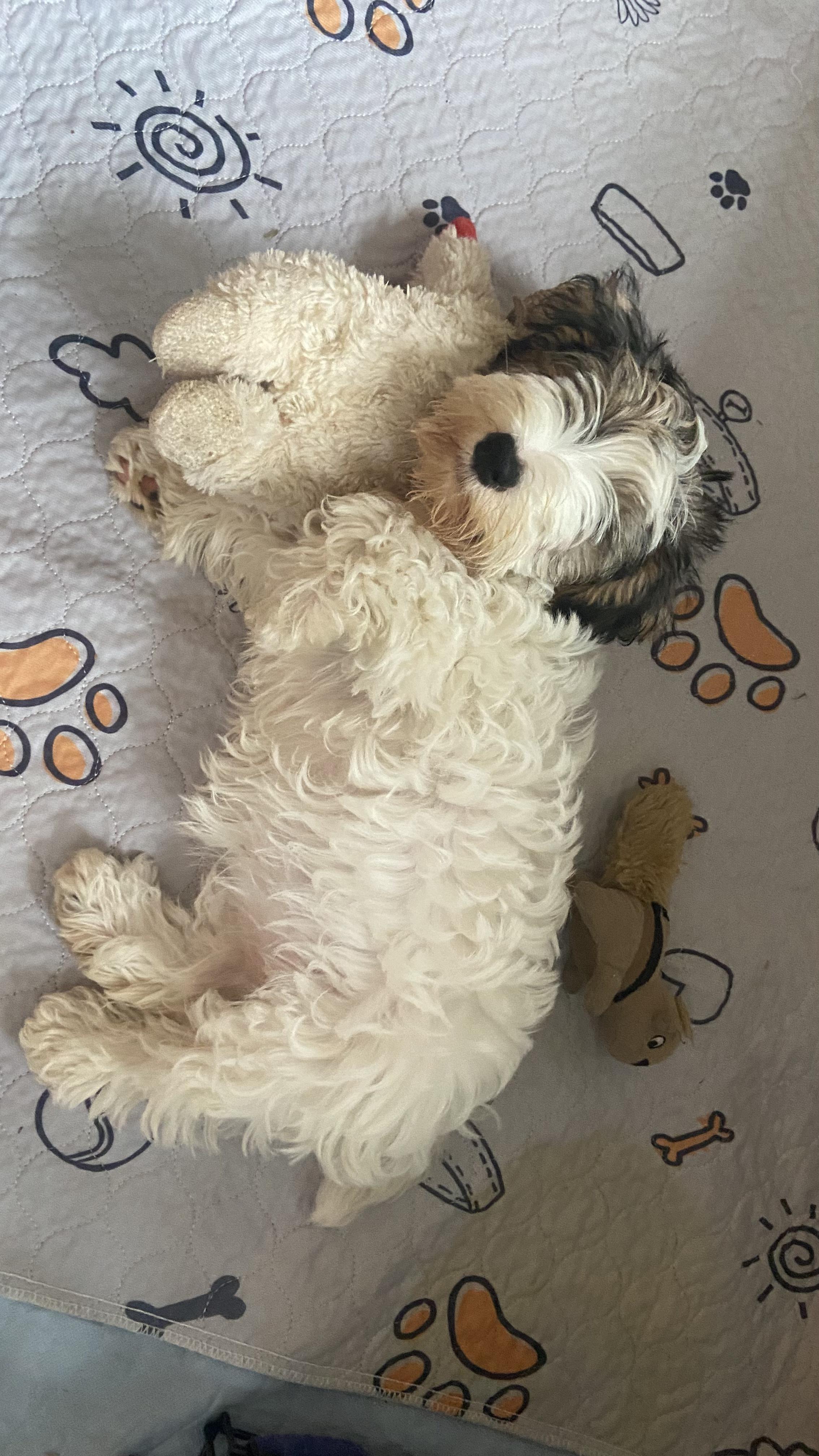 Alibi Sealyham Terriers in Washington | Sealyham Terrier puppies | Good Dog