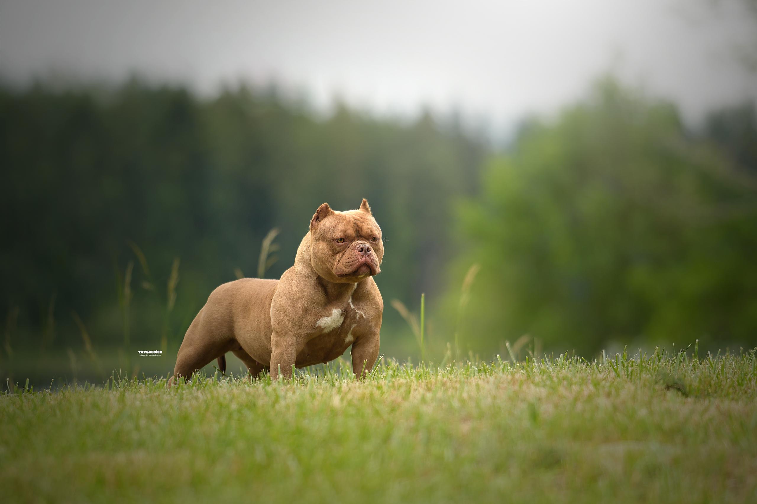 Gamer Bullyz in Washington | American Bully puppies | Good Dog