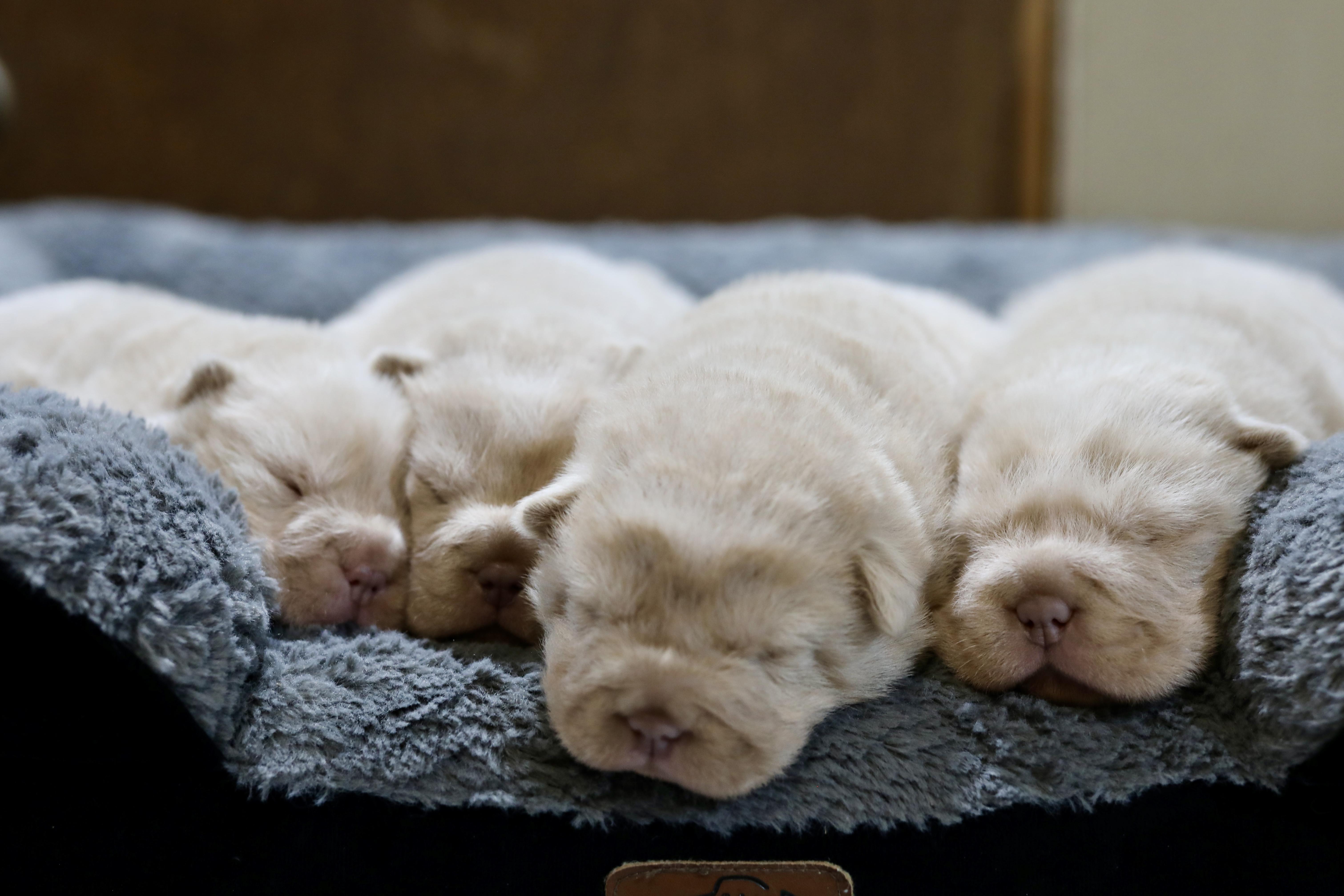 SNK Shar-Pei in Texas | Chinese Shar-Pei puppies | Good Dog