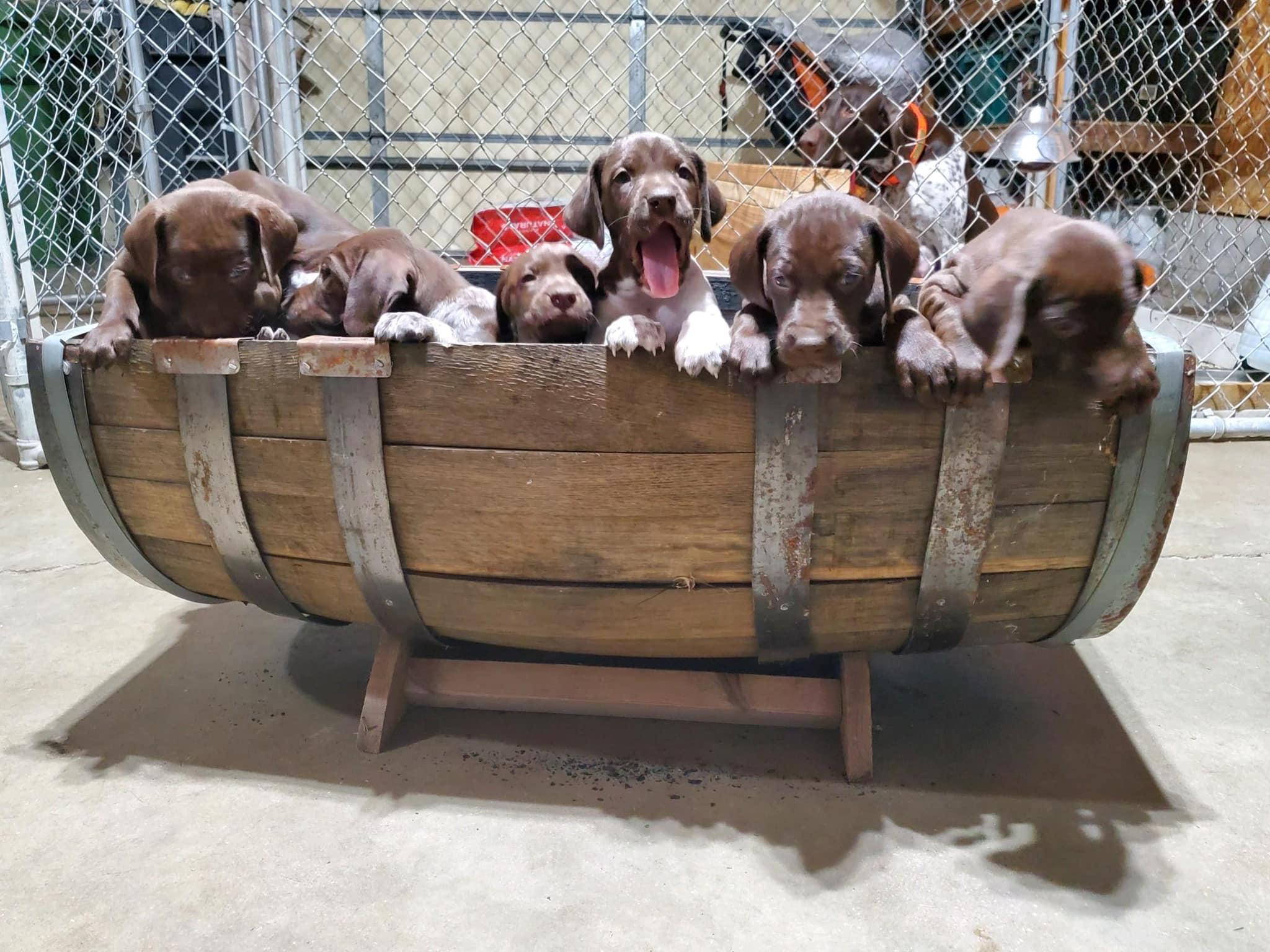 Zitzloff’s Pointers in Minnesota | German Shorthaired Pointer puppies | Good Dog