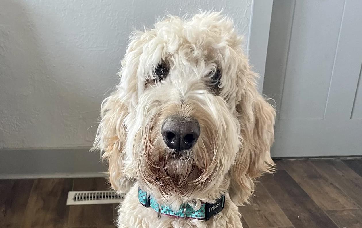 Happy Tails Colorado in Colorado | Goldendoodle and Labradoodle puppies ...
