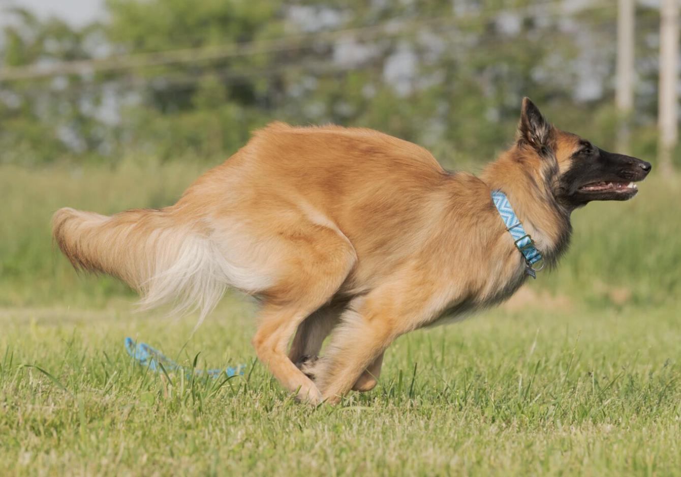 Rachel's Tervurens in Ohio | Belgian Tervuren puppies | Good Dog