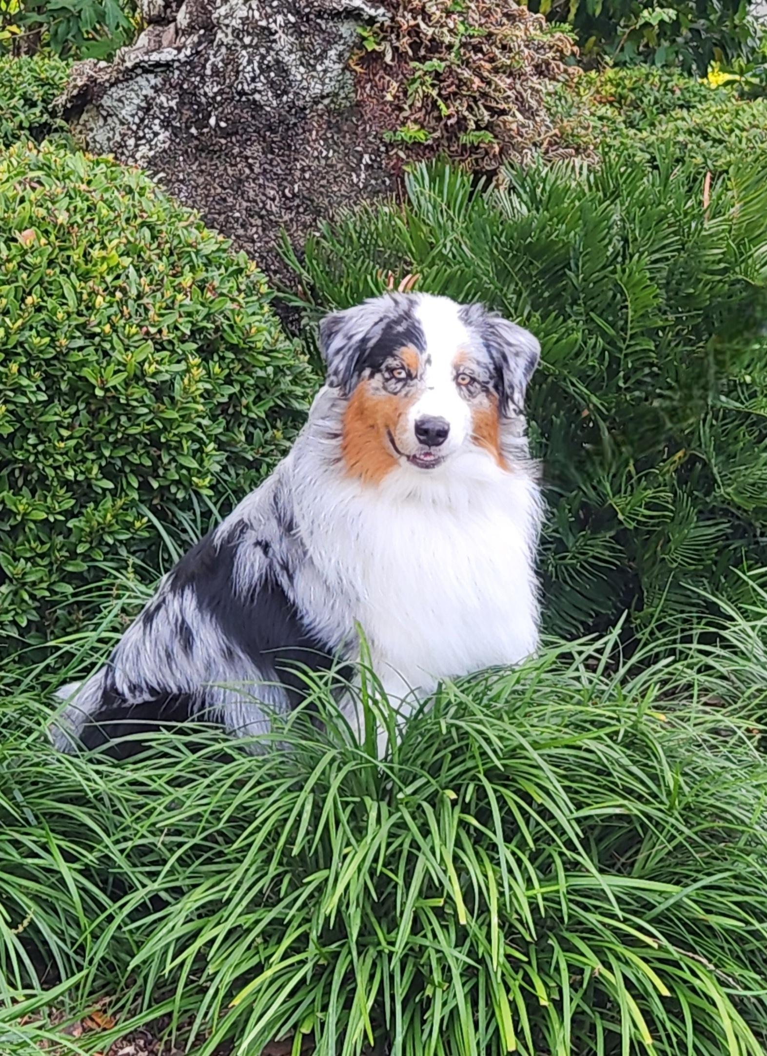 Calypso Chow Chows and Australian Shepherds in Florida | Australian ...