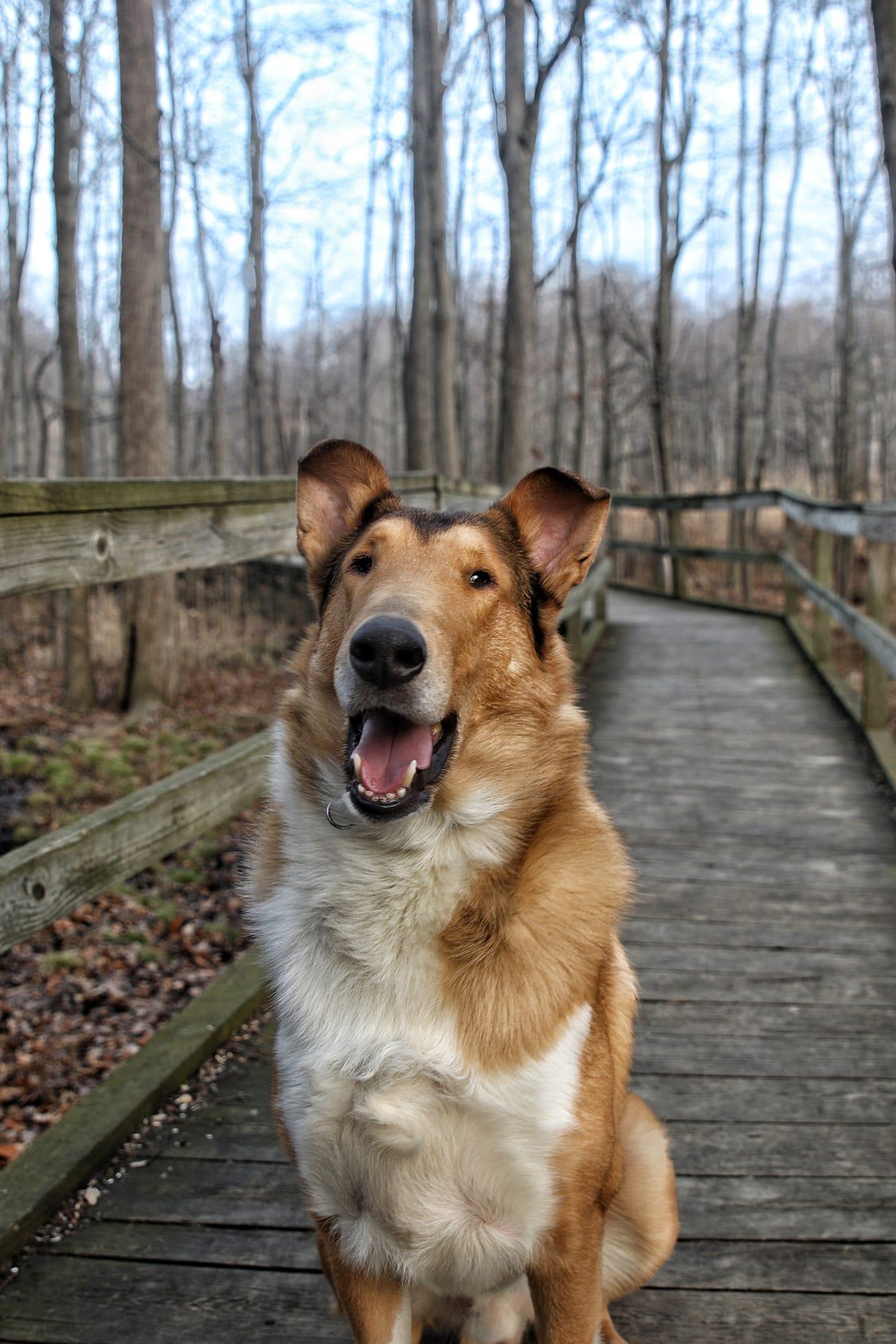 DuLac Collies in New York | Collie puppies | Good Dog