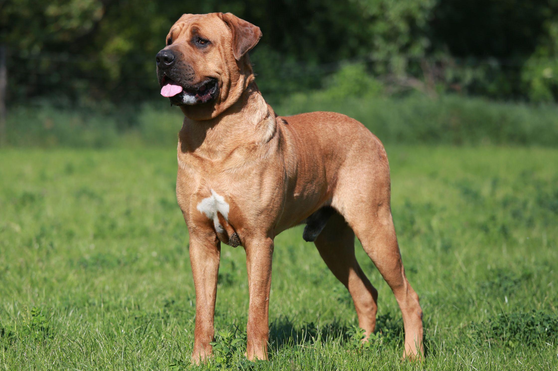 #1 Guide to Health Testing — Tosa Inu | Good Dog