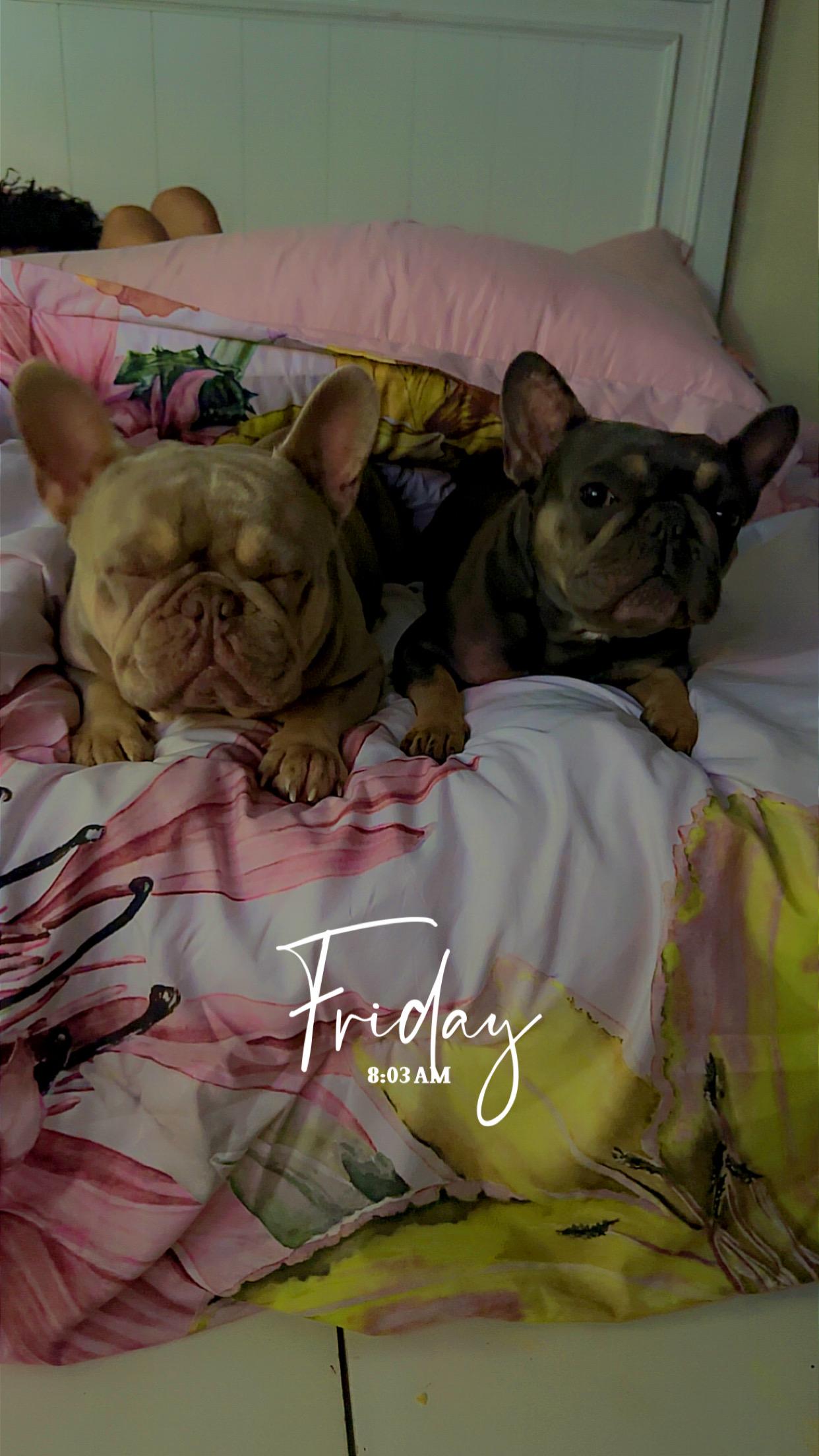 Frenchie Wednesdays in Florida | French Bulldog puppies | Good Dog