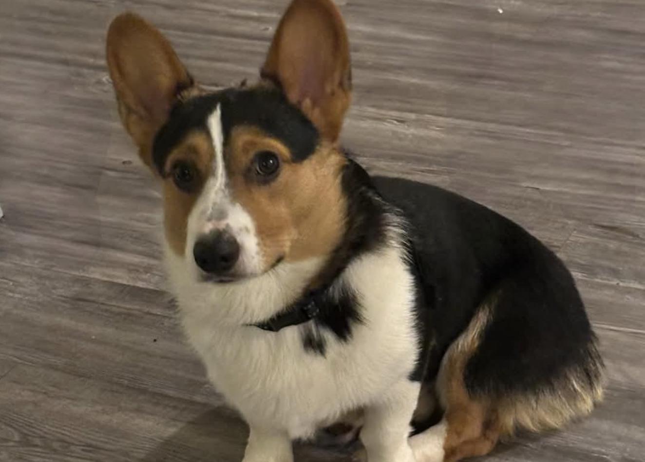 Red Dirt Corgis in Oklahoma | Pembroke Welsh Corgi puppies | Good Dog