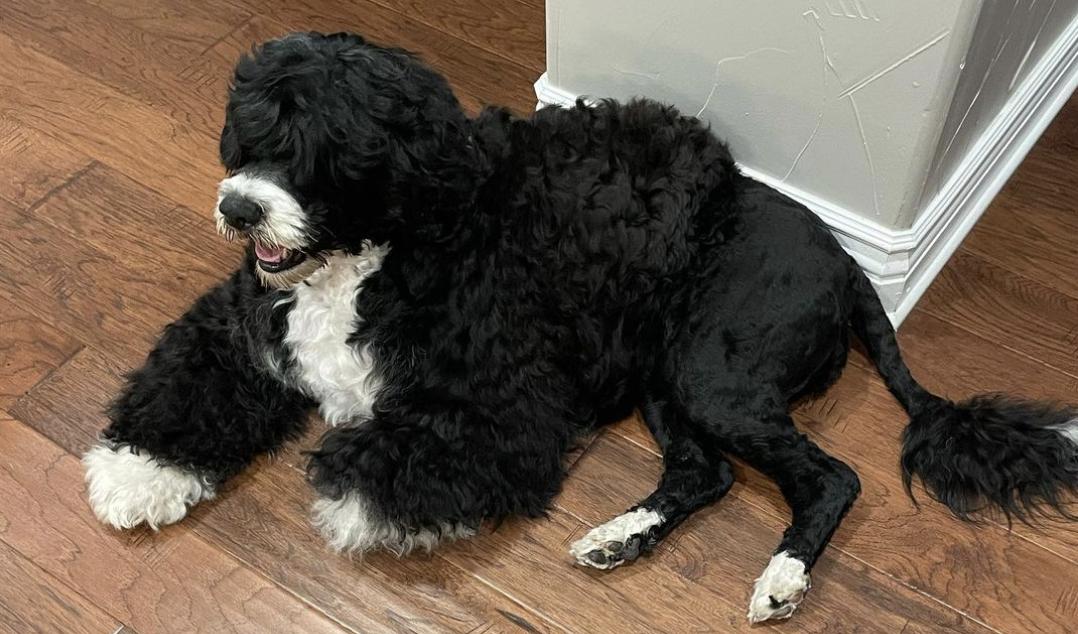 Baja PWD in Texas | Portuguese Water Dog puppies | Good Dog