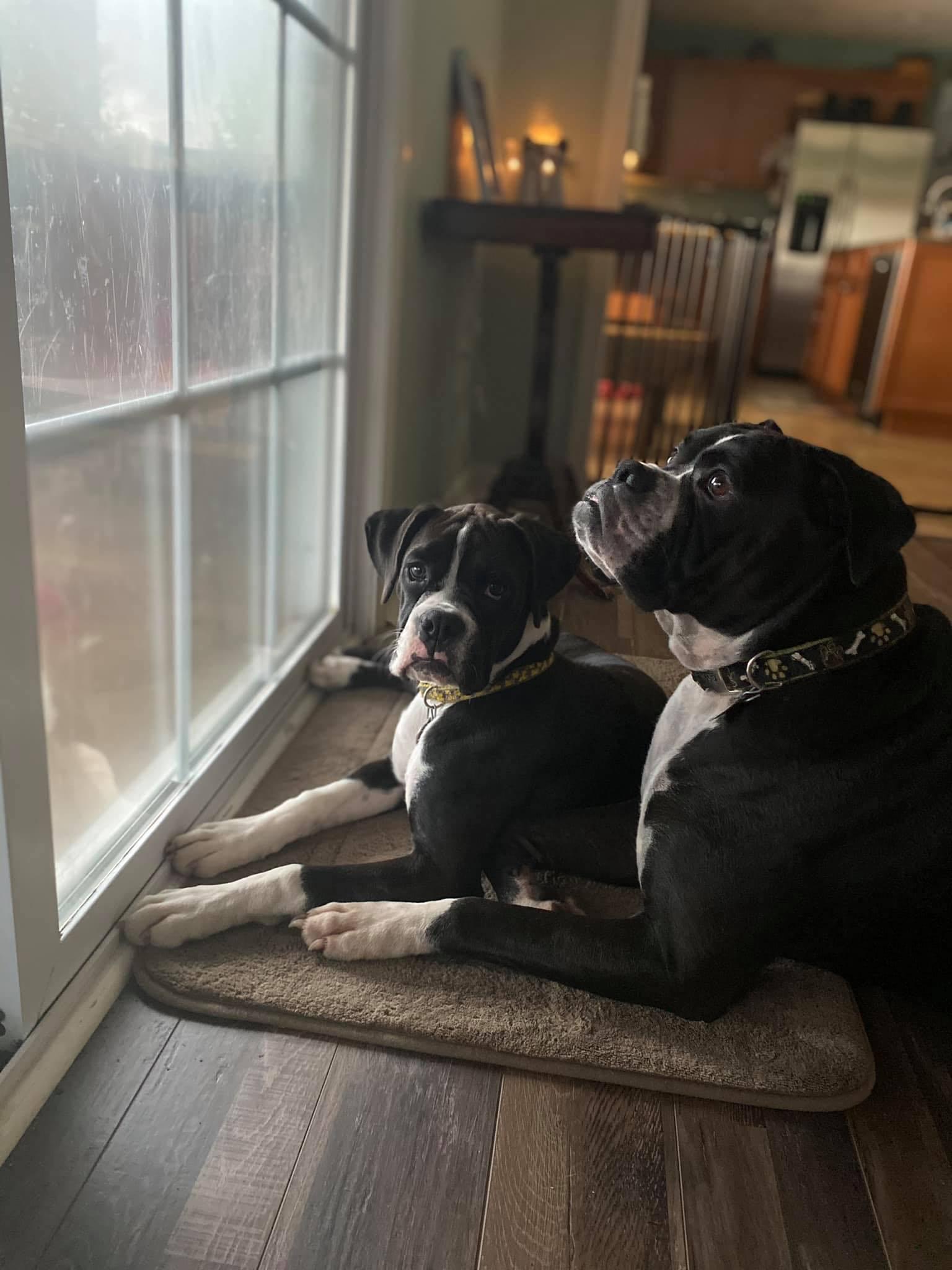 Jordan's Boxers in Tennessee | Boxer puppies | Good Dog