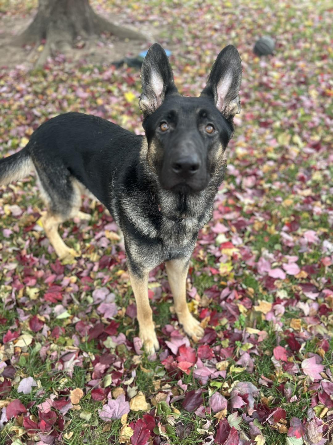 Taylor's German Shepherds in Michigan | German Shepherd puppies | Good Dog