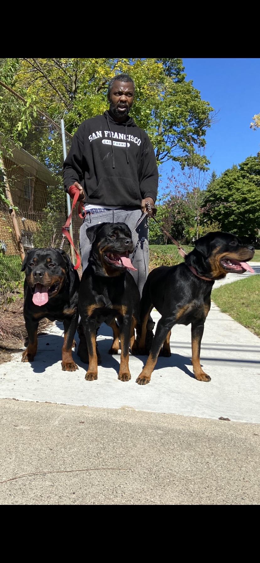 Rott-Squad Kennels in Michigan | Rottweiler puppies | Good Dog