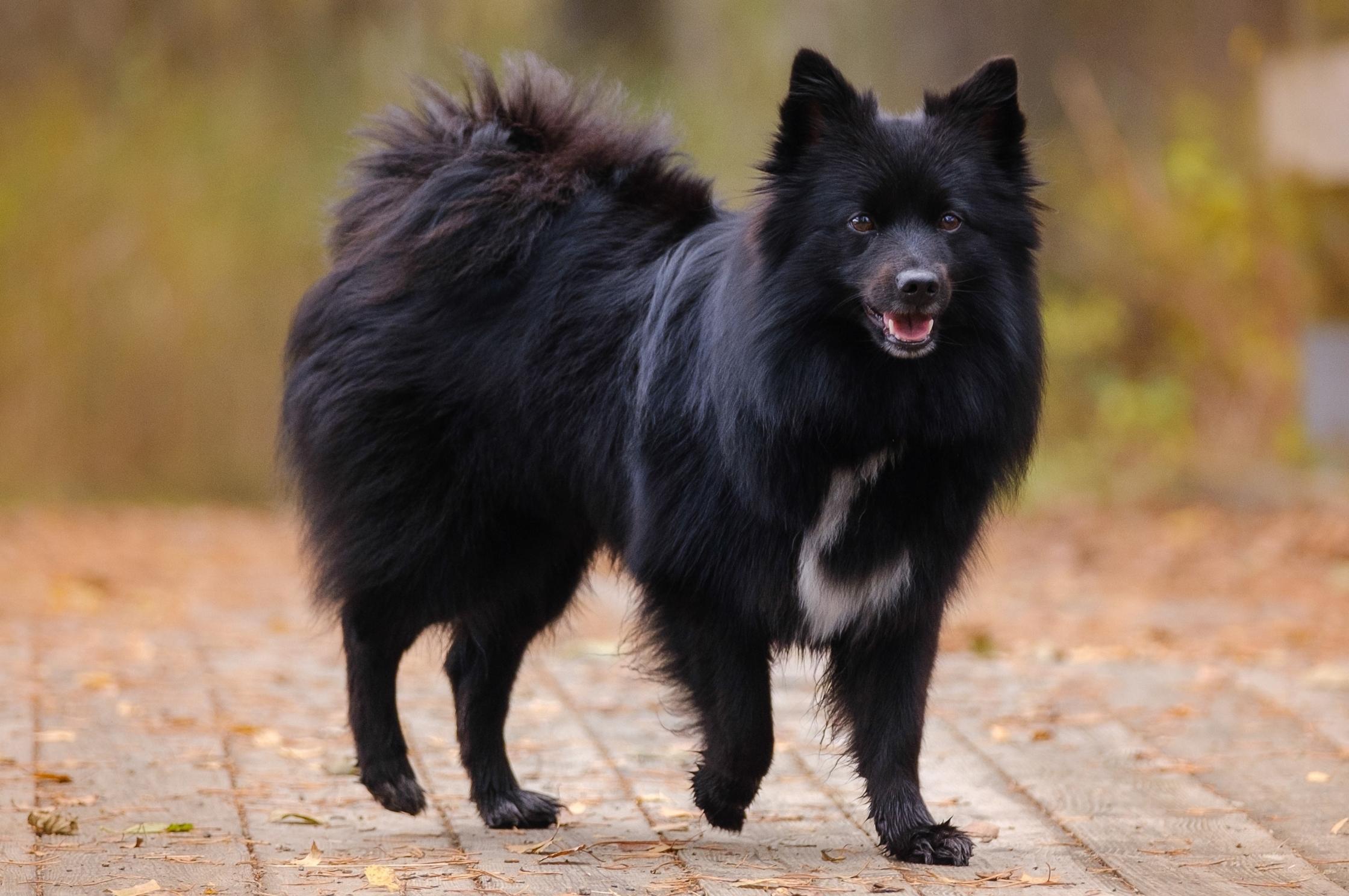 #1 Guide to Health Testing — German Spitz | Good Dog