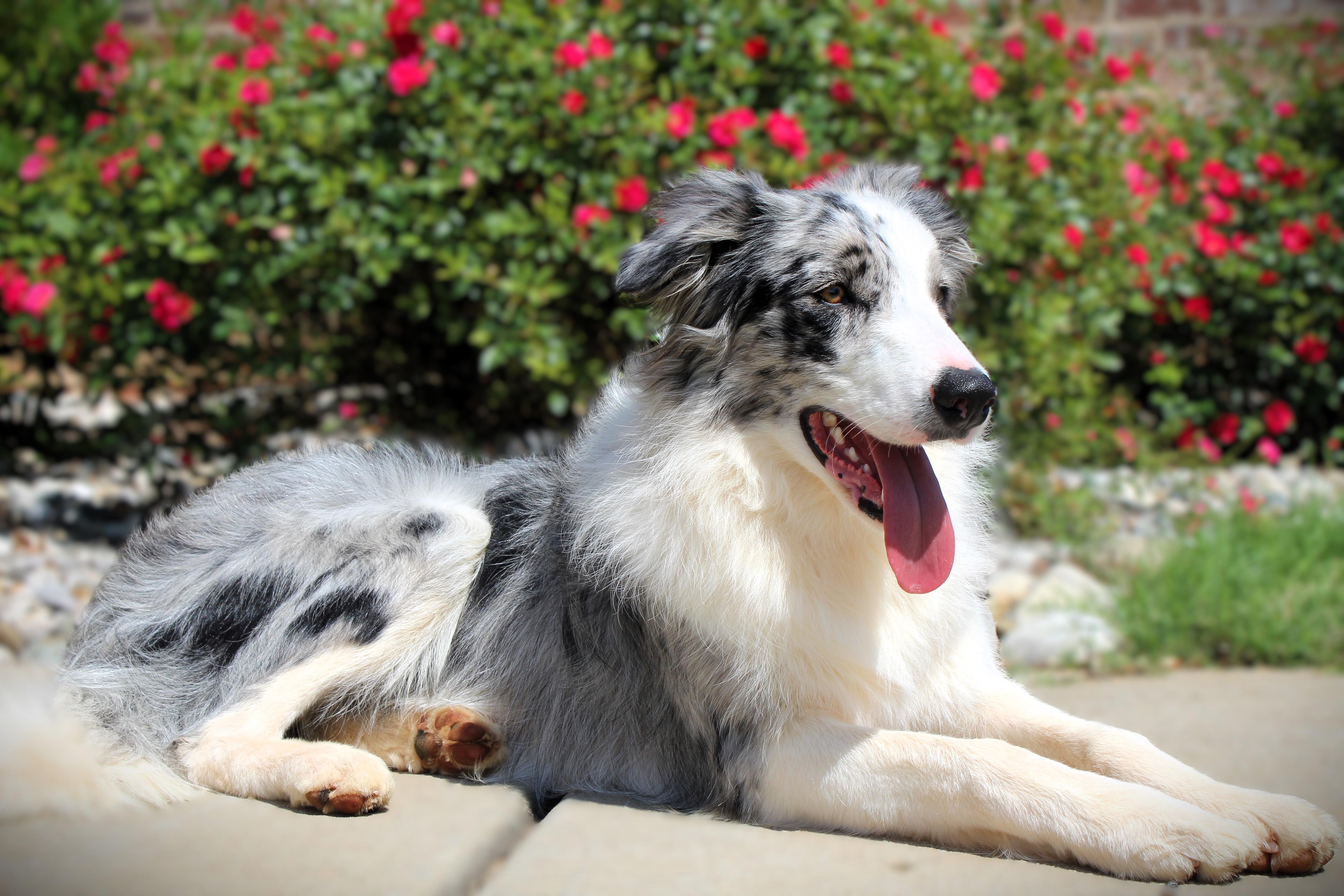 Brooks Grove Canines LLC in Georgia | Border Collie and Chihuahua ...