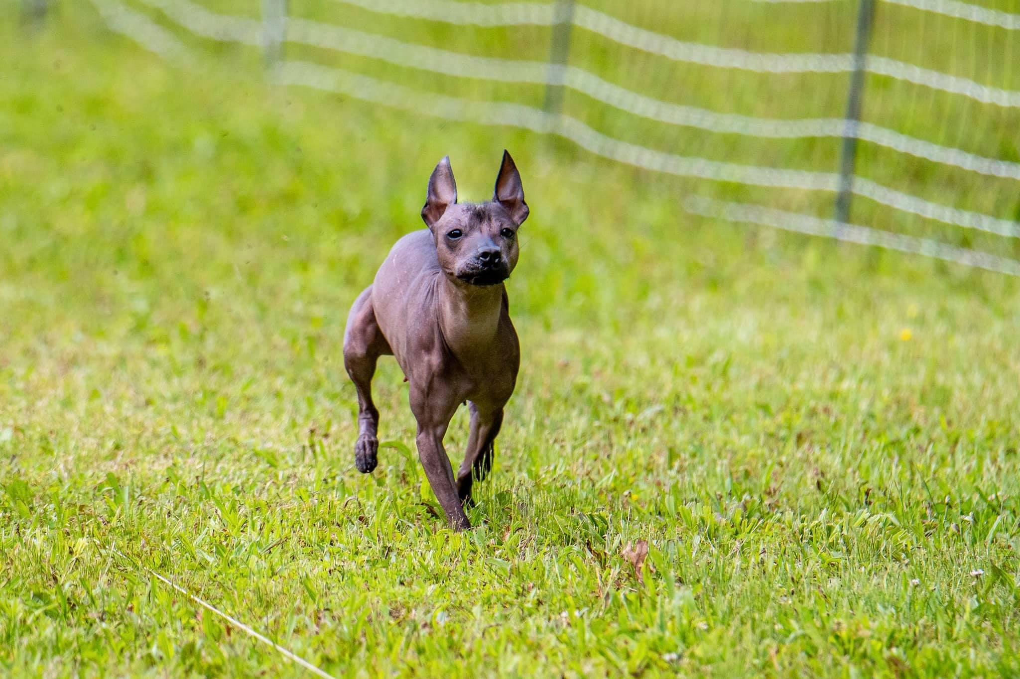 Yadalanh Xoloitzcuintli in Virginia | Xoloitzcuintli puppies | Good Dog