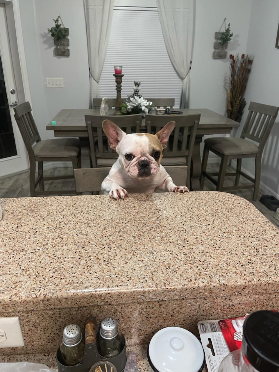 Bullyville Bullies in Florida | French Bulldog puppies | Good Dog