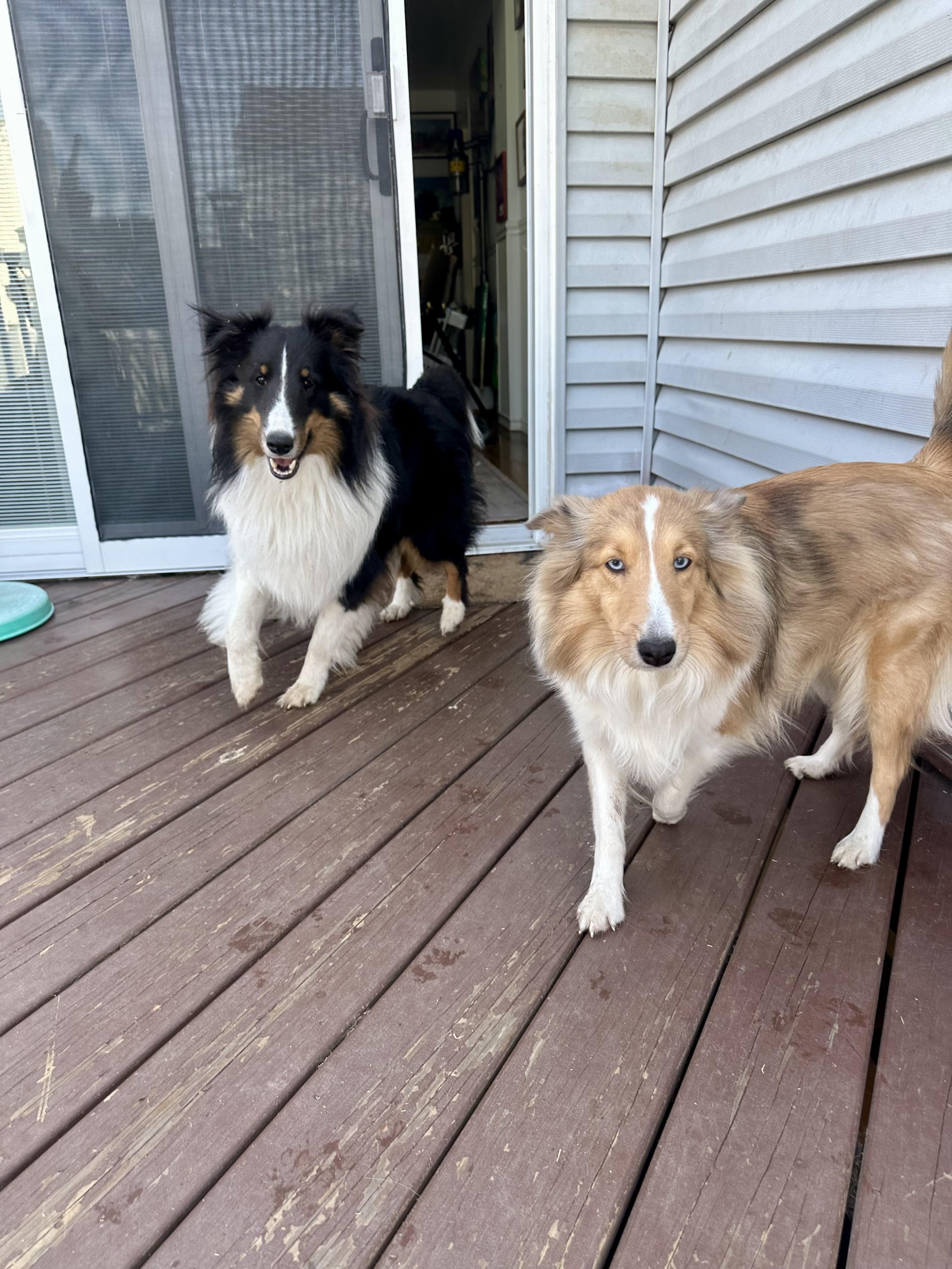 McDermon Shelties in New Jersey | Shetland Sheepdog puppies | Good Dog