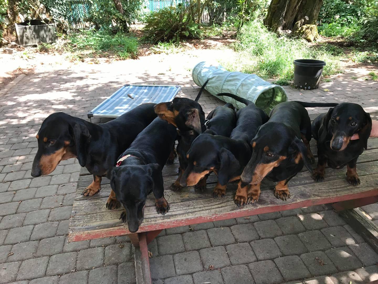Goodwood Standard European Hunting Dachshunds in Oregon | Dachshund ...
