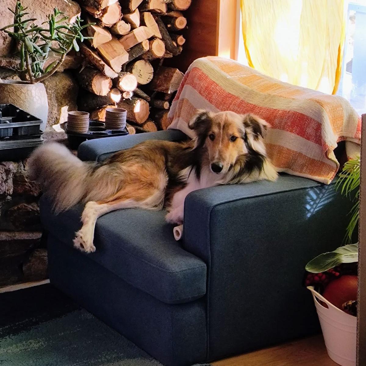 Secret Spring Ranch in Colorado | Old Time Scotch Collie puppies | Good Dog
