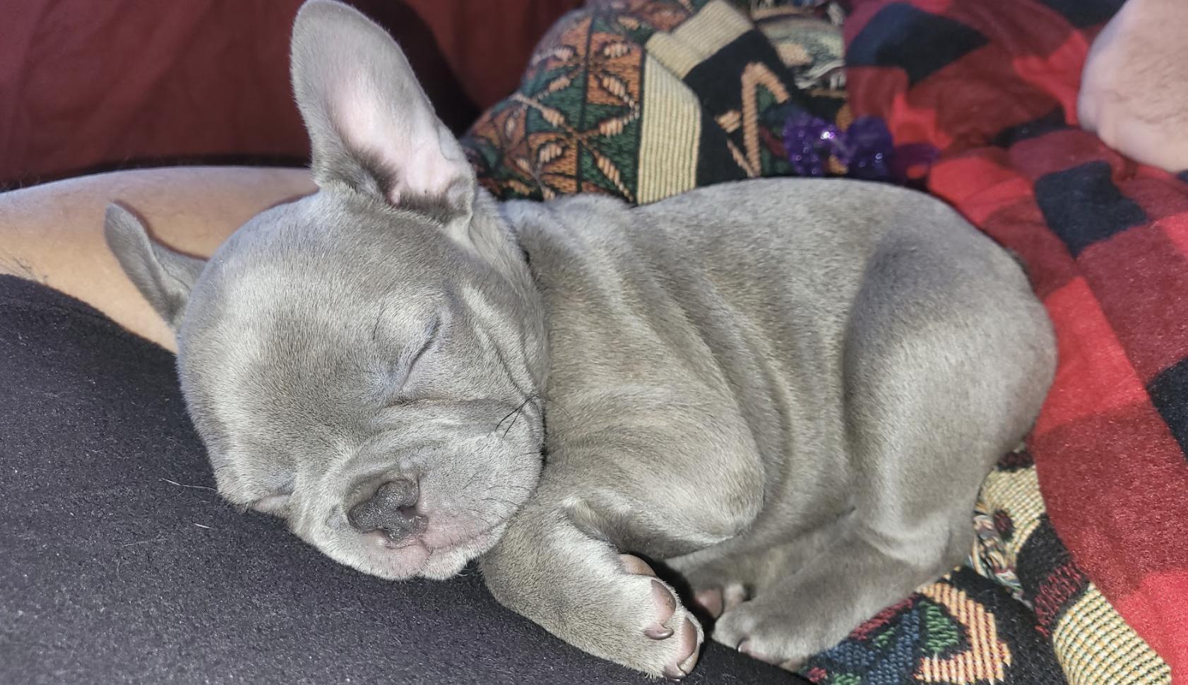 Red Barn Farm of the Ozarks in Missouri | French Bulldog puppies | Good Dog