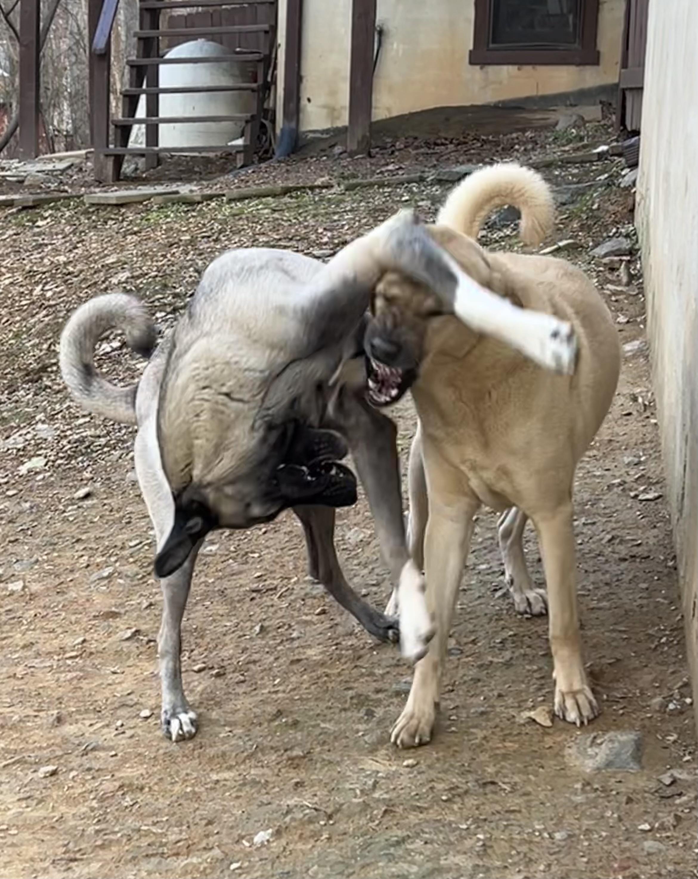 Lisa Ingram's Kangals in West Virginia | Kangal puppies | Good Dog