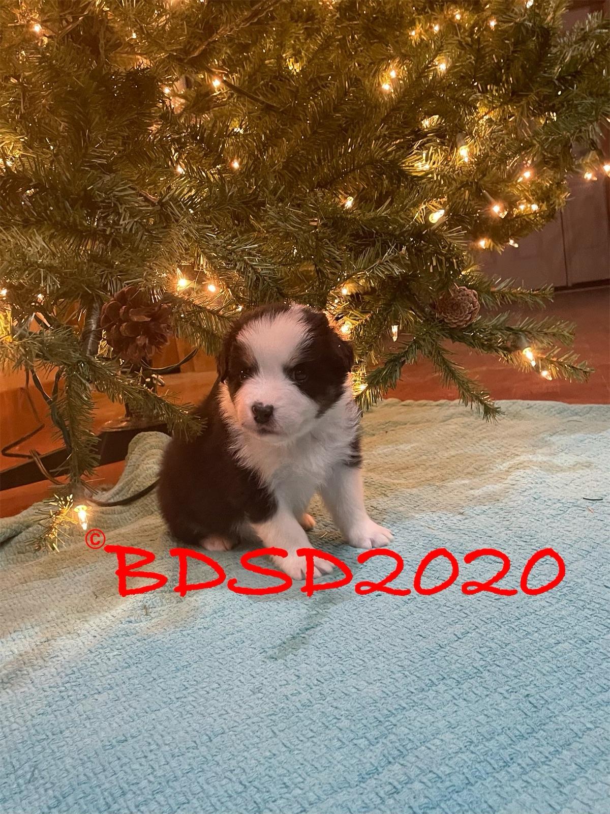 Tomahawk Australian Shepherds in Colorado | Australian Shepherd puppies ...