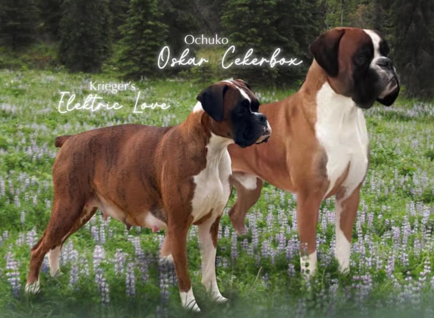 Krieger Family Boxers in Ohio | Boxer puppies | Good Dog