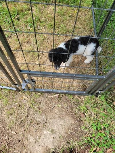 Sharon's Poodles in North Carolina | Poodle puppies | Good Dog