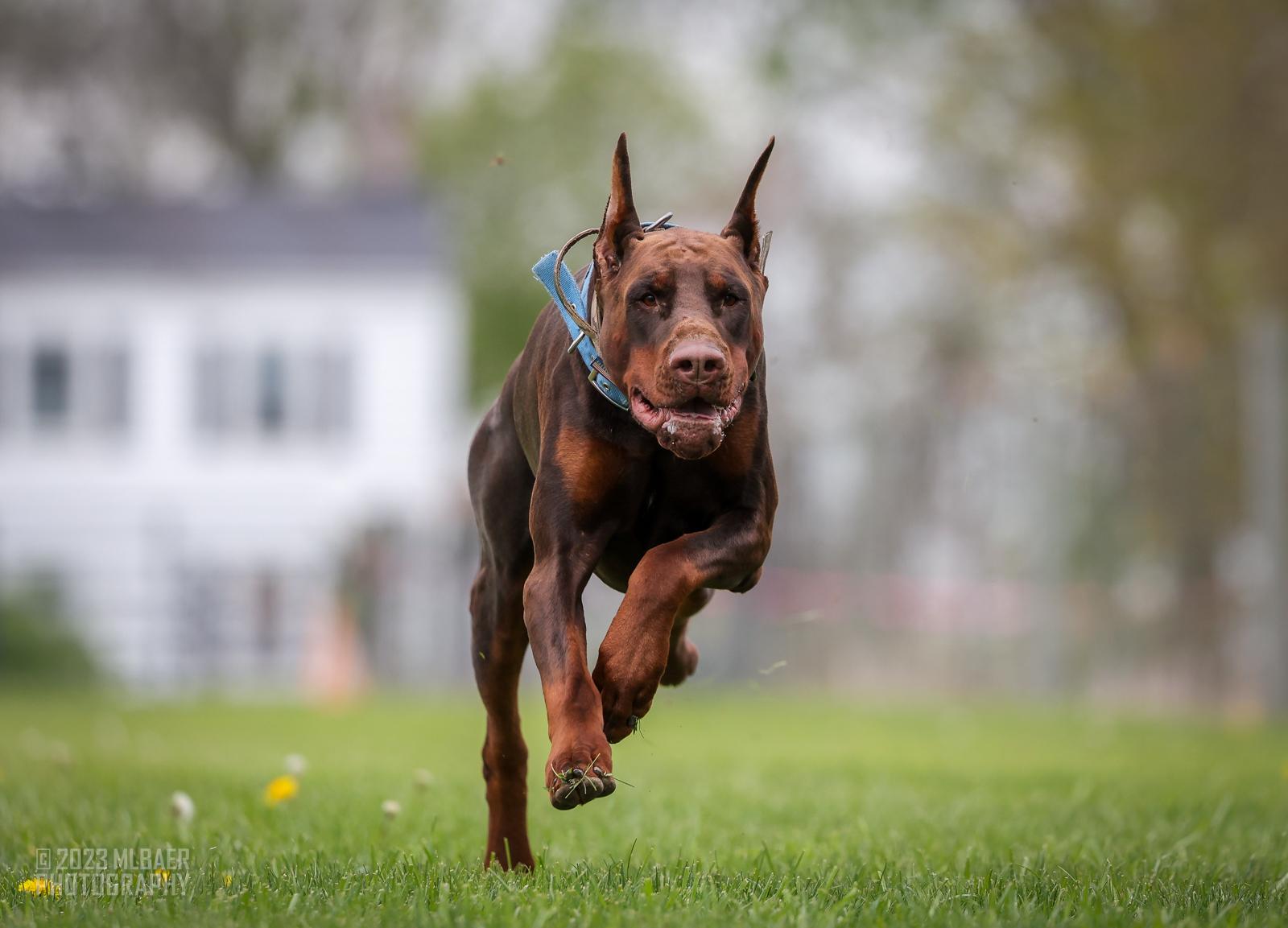 Davis Family Dobermans in Ohio | Doberman Pinscher puppies | Good Dog