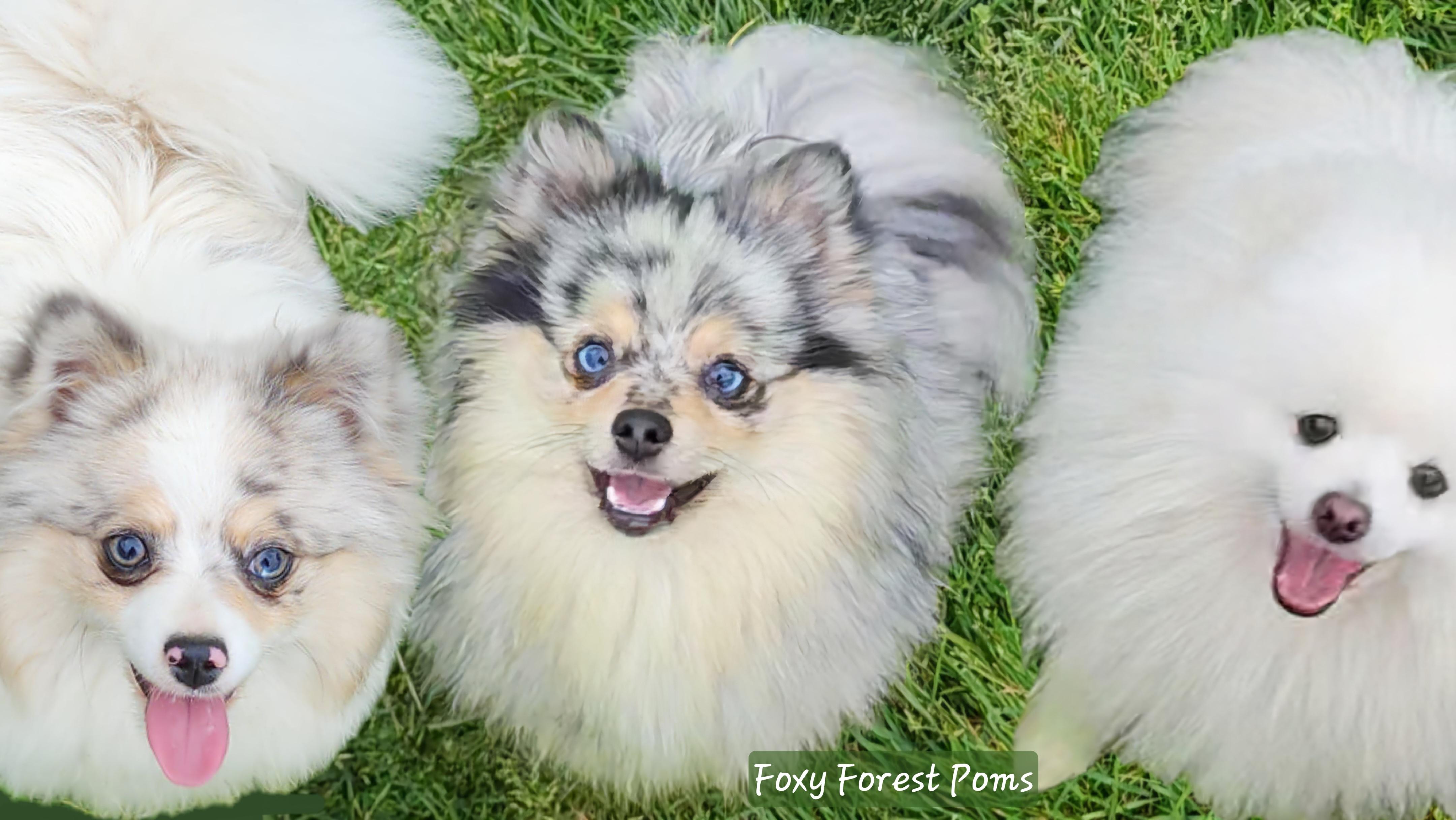 Foxy Forest Poms in Washington | Pomeranian puppies | Good Dog