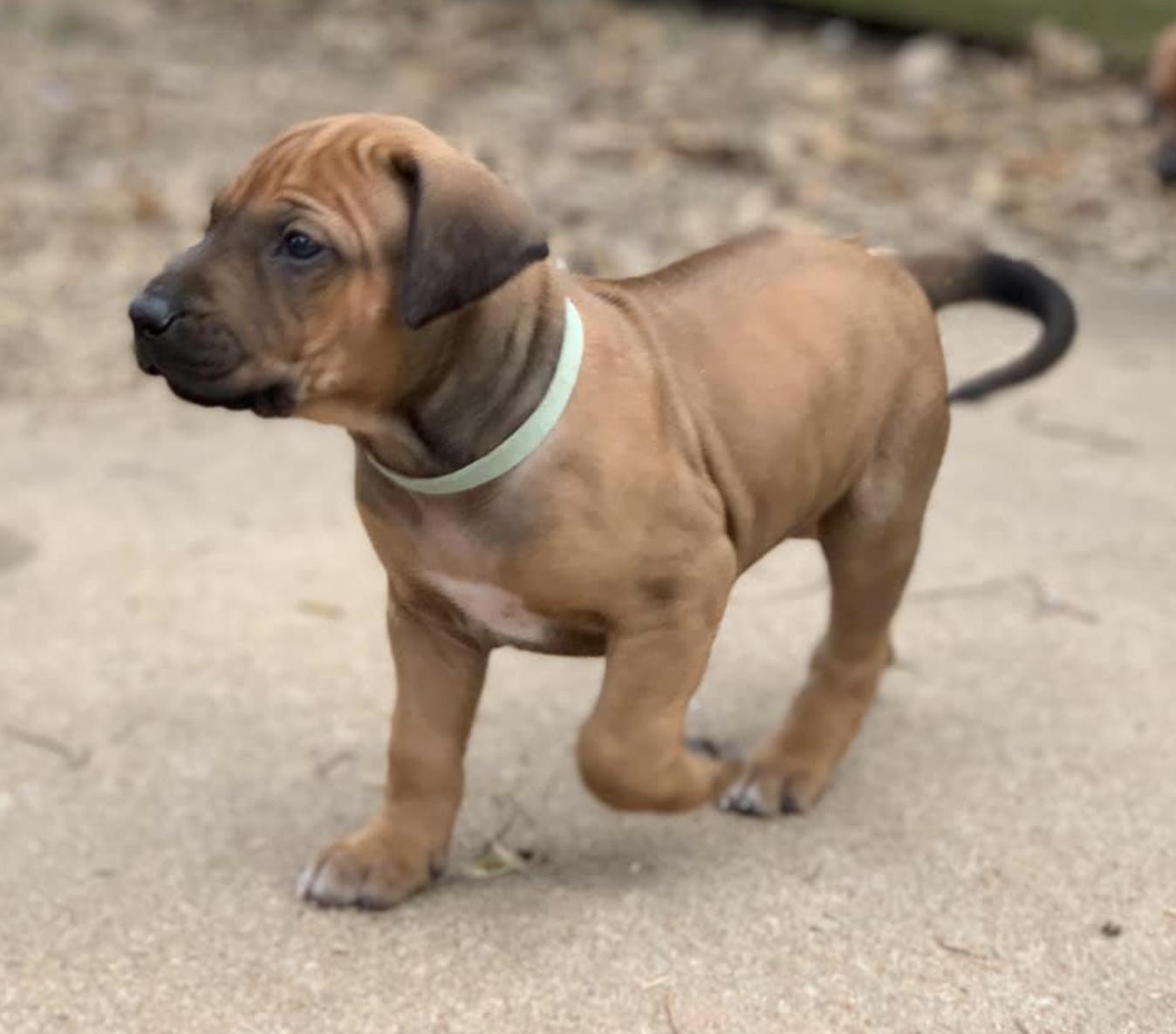 Troubadour Ranch in Oklahoma | Rhodesian Ridgeback puppies | Good Dog