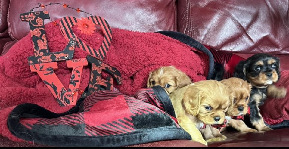 JNJ Royal Cavaliers in Colorado | Cavalier King Charles Spaniel puppies ...