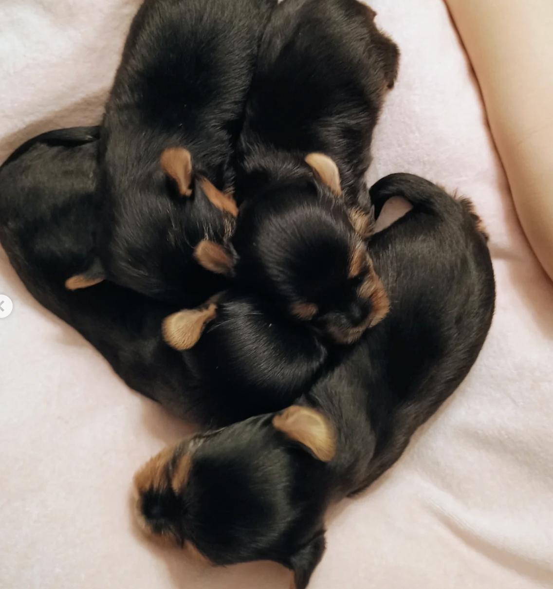 Ellie's Cute as a Button Yorkies in Pennsylvania | Bernedoodle and ...