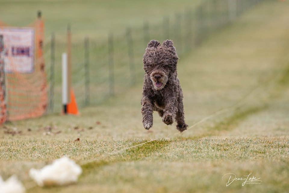 Oakhillpwd in Maryland | Portuguese Water Dog puppies | Good Dog
