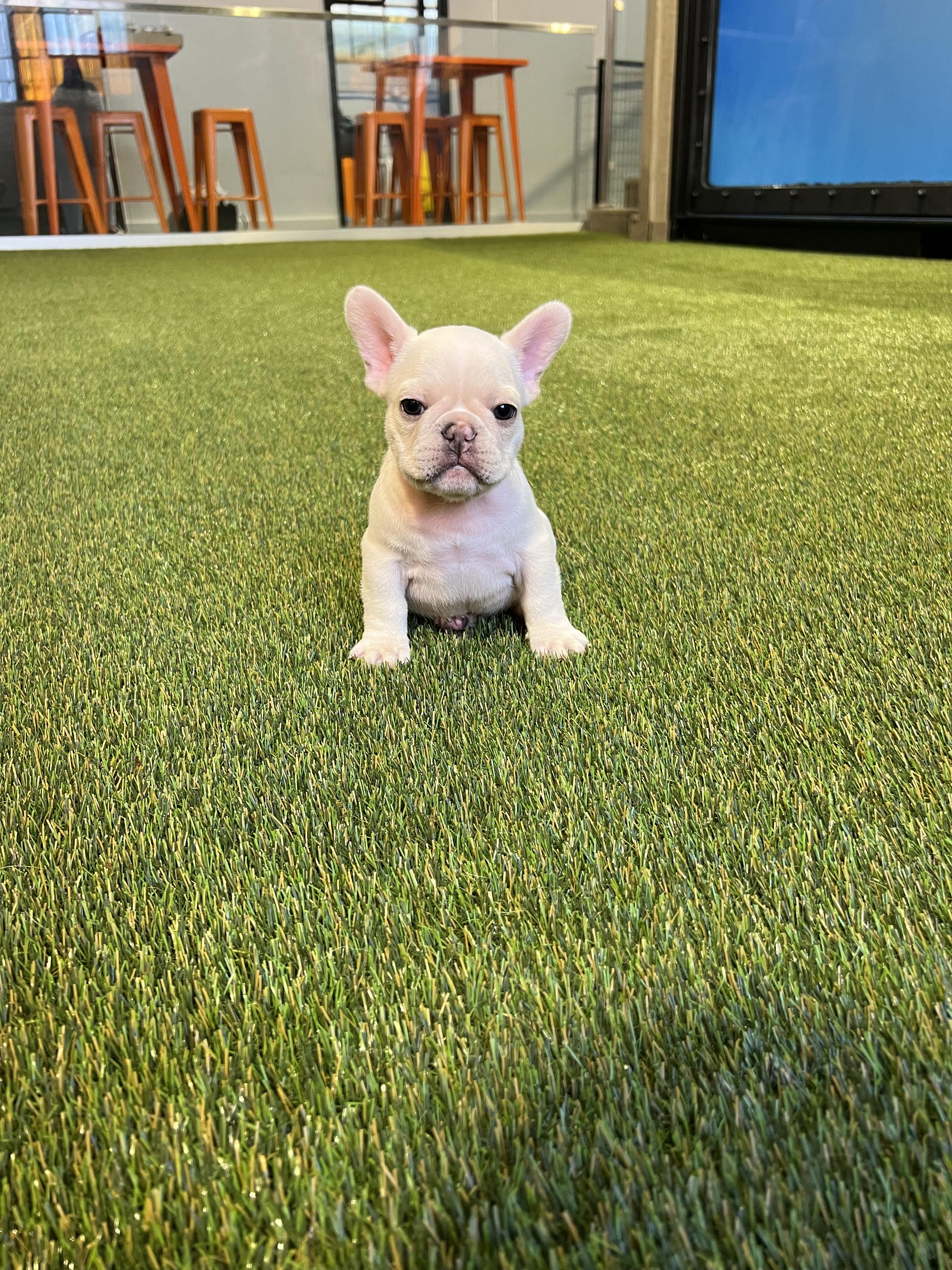 Ohio’s Finest Frenchies in Ohio | French Bulldog puppies | Good Dog