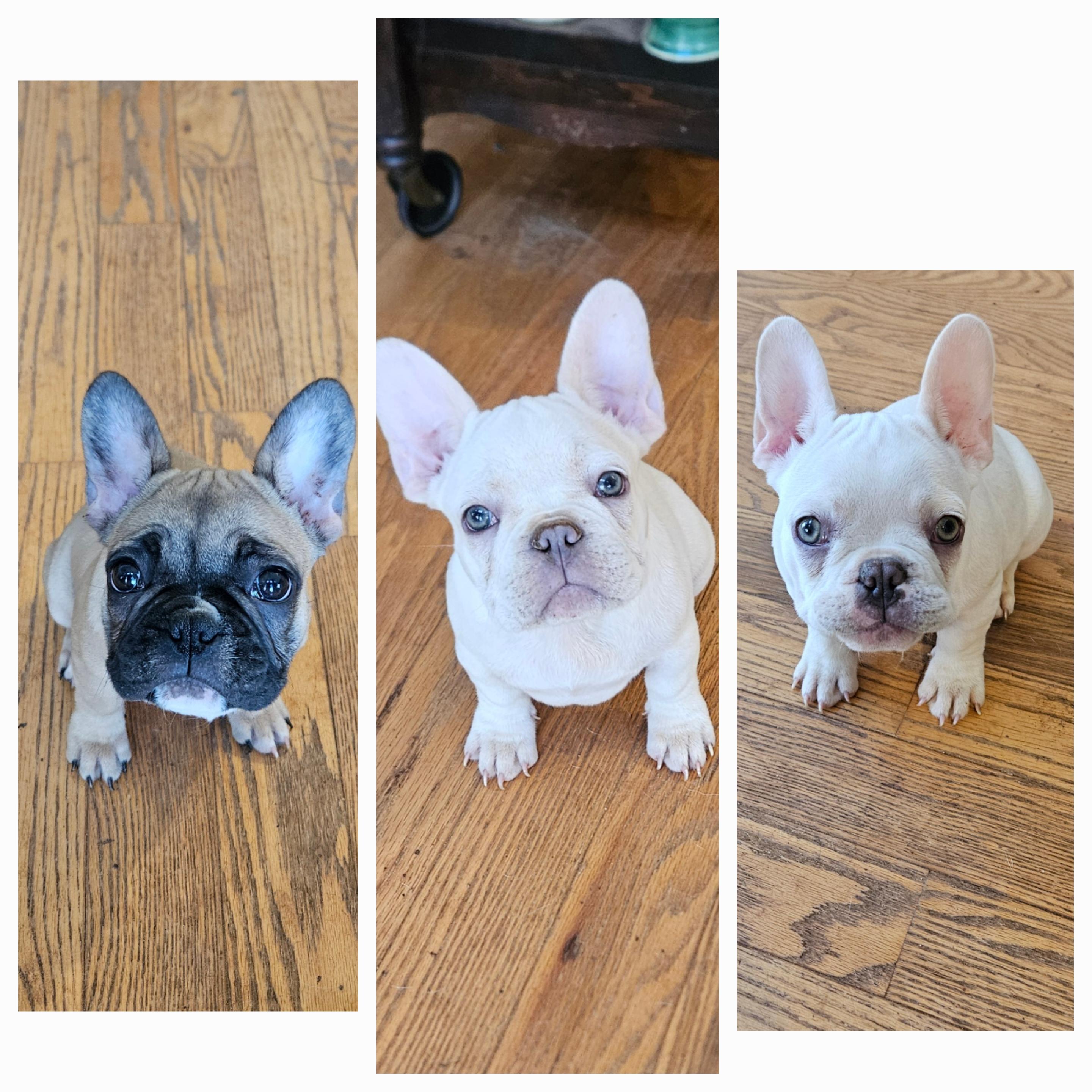 Electric City Frenchies in South Carolina | French Bulldog puppies ...