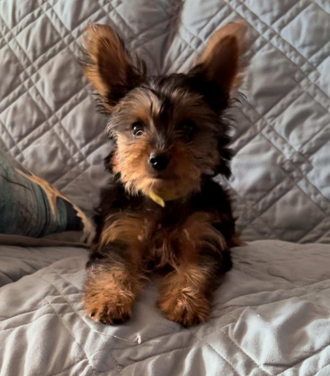Palolo Yorkies in Hawaii | Yorkshire Terrier puppies | Good Dog