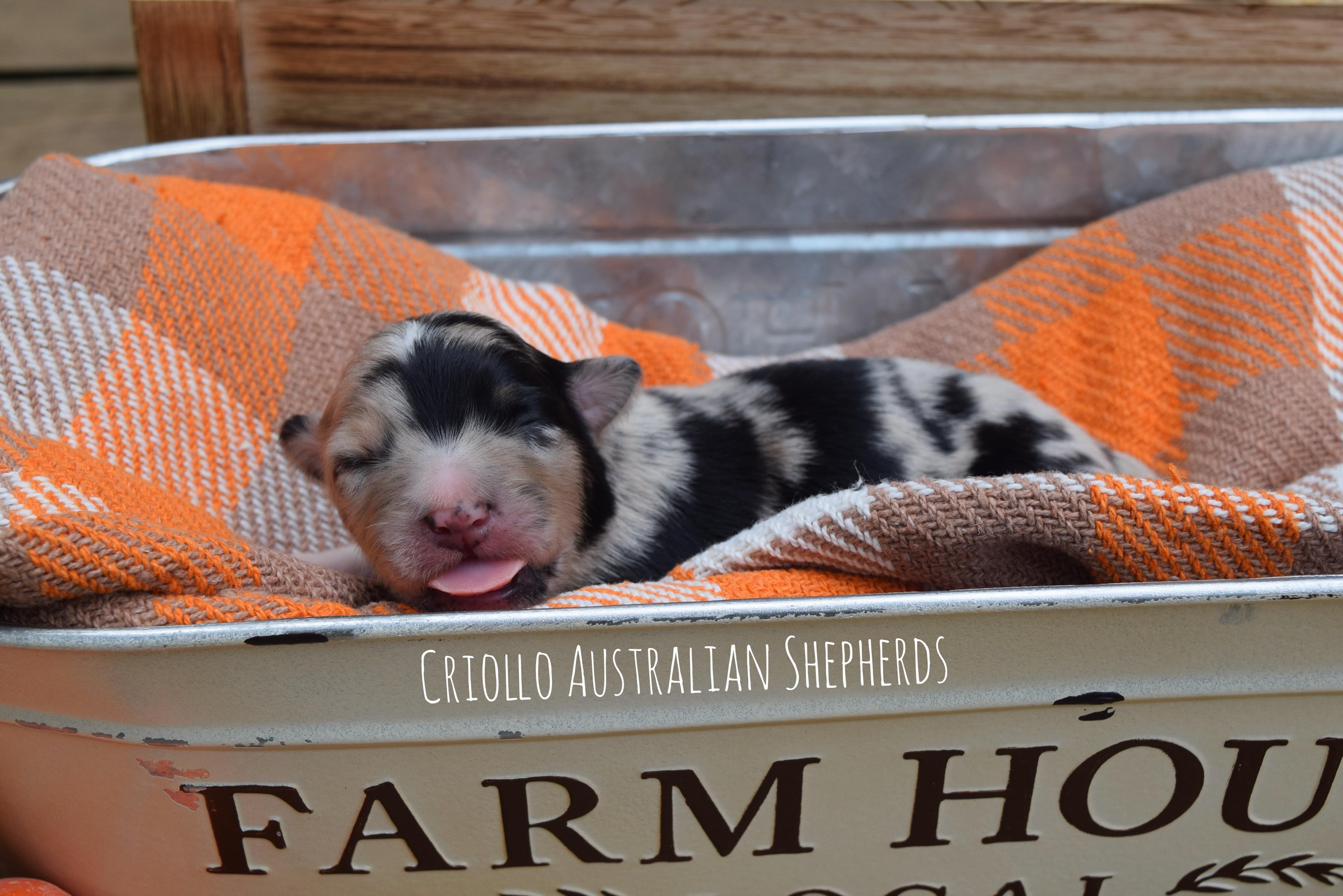 Criollo Australian Shepherds in Georgia | Australian Shepherd puppies ...