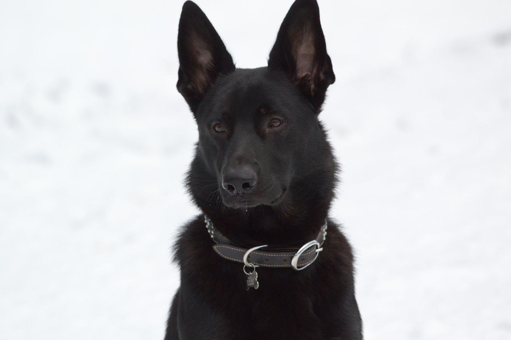 Shadow Wraith German Shepherds in Oregon | German Shepherd puppies ...