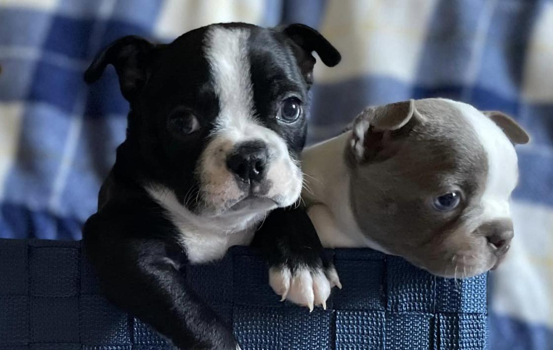 Blue Star Farms in Texas | Boston Terrier puppies | Good Dog